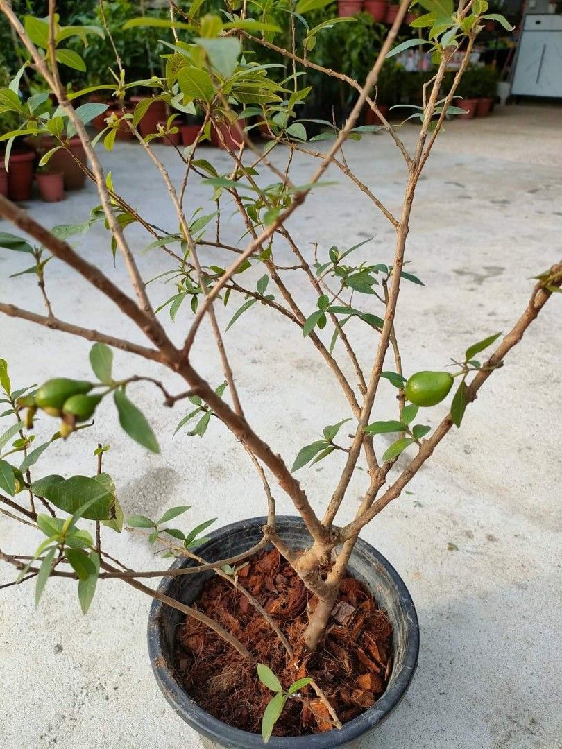 Pearl guava, Furniture & Home Living, Gardening, Plants & Seeds on ...