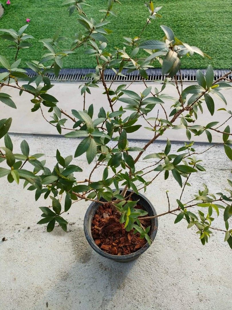 Pearl guava, Furniture & Home Living, Gardening, Plants & Seeds on ...