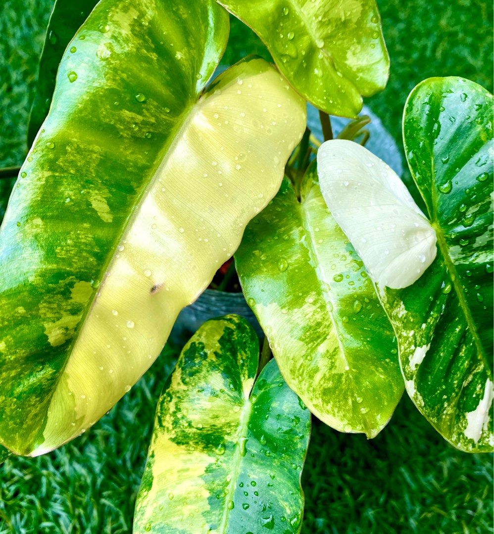 Philodendron Burle Marx Variegated, Furniture & Home Living, Gardening ...