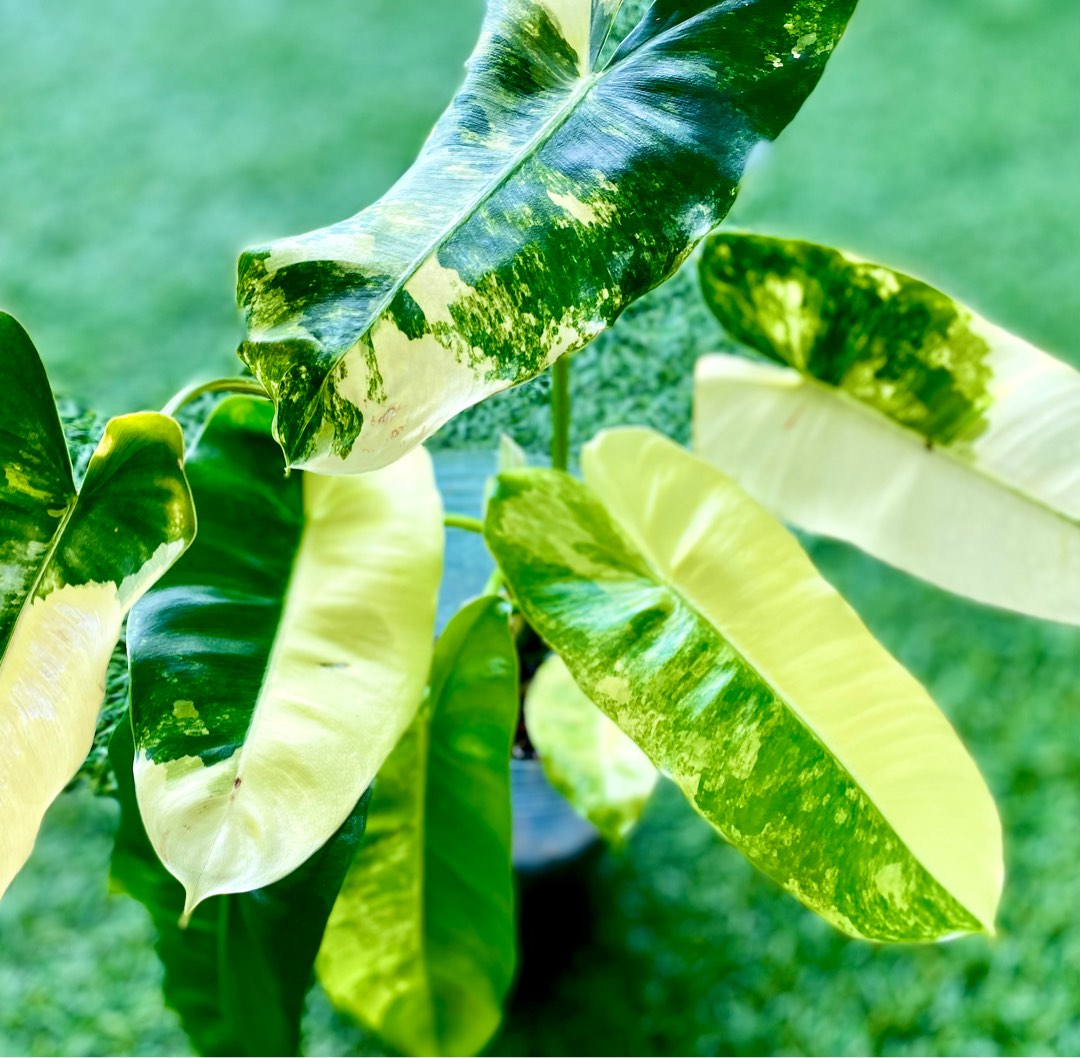 Philodendron Burle Marx Variegated-c, Furniture & Home Living ...