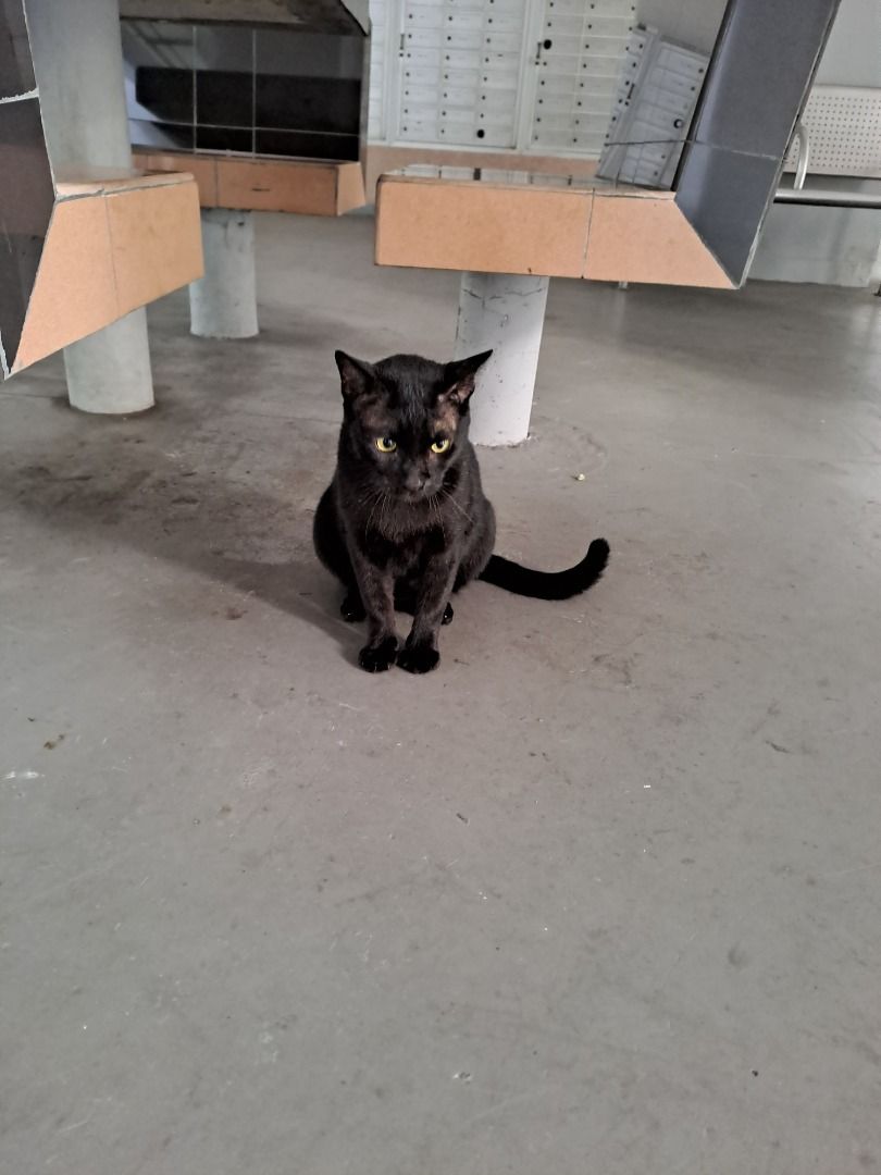 Raichu GX Rainbow Rare PSA 10, Hobbies & Toys, Toys & Games on Carousell