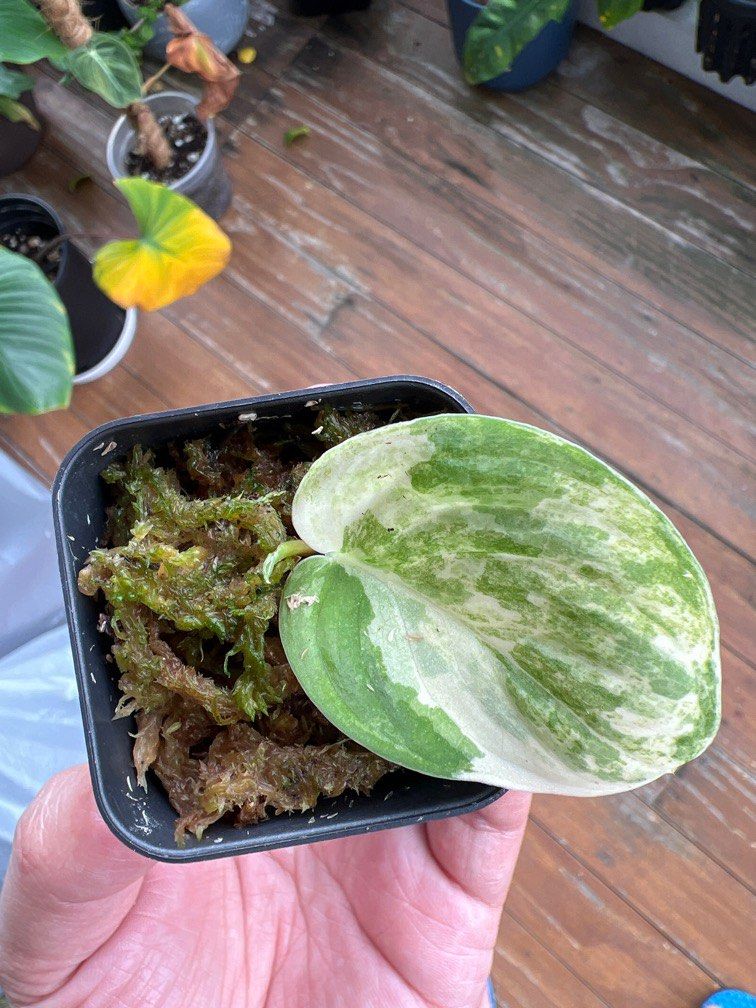 Scindapsus Pictus mangurai varigated, Furniture & Home Living ...