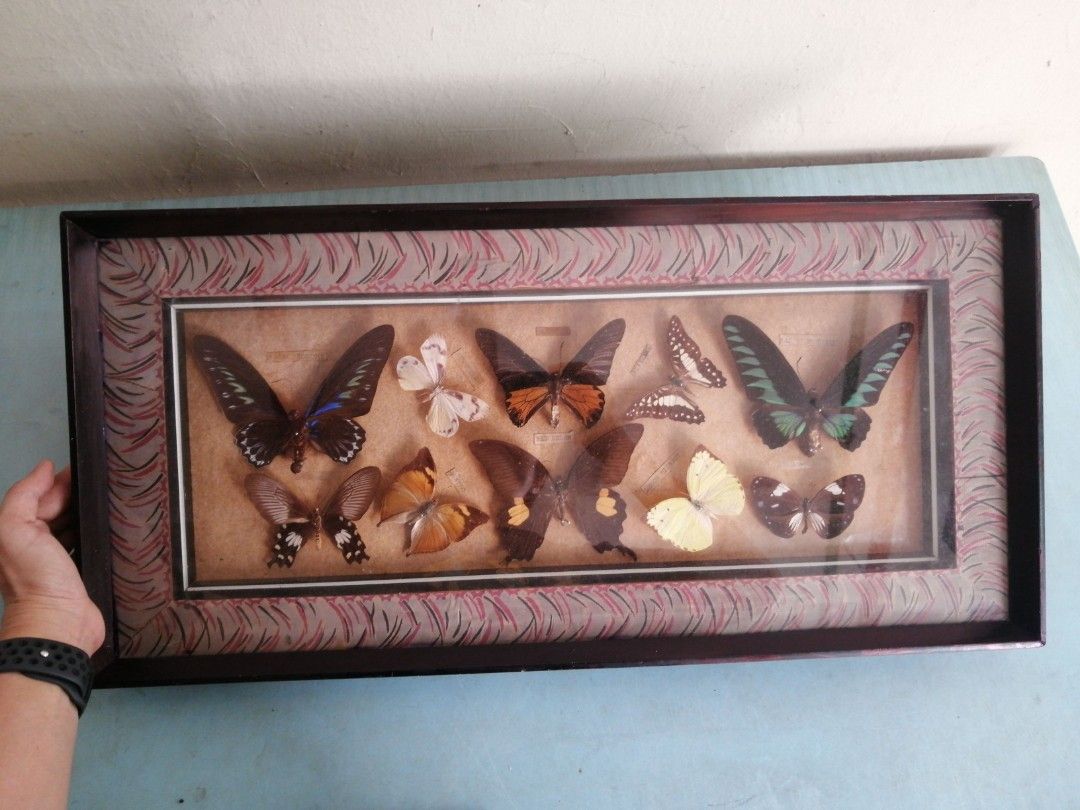 Vintage Butterflies in Frame Taxidermy, Hobbies & Toys, Memorabilia ...