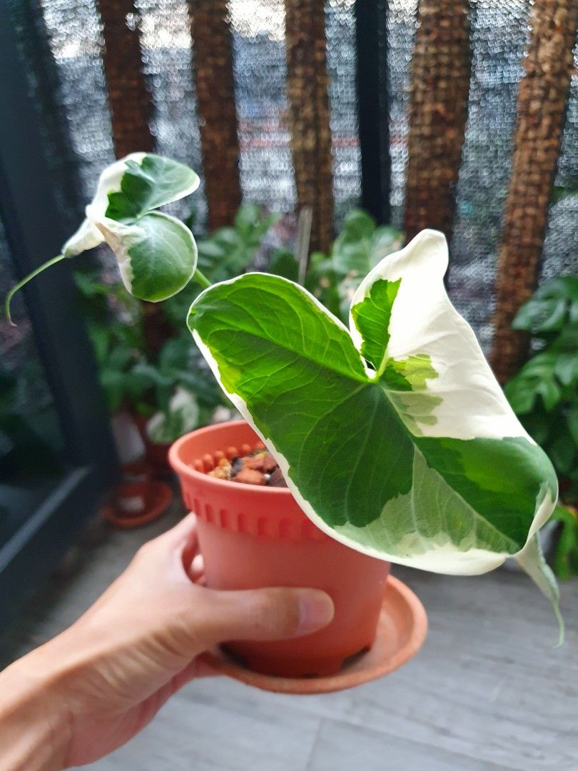 Alocasia Xanthosoma variegata mickey mouse, Furniture & Home Living ...