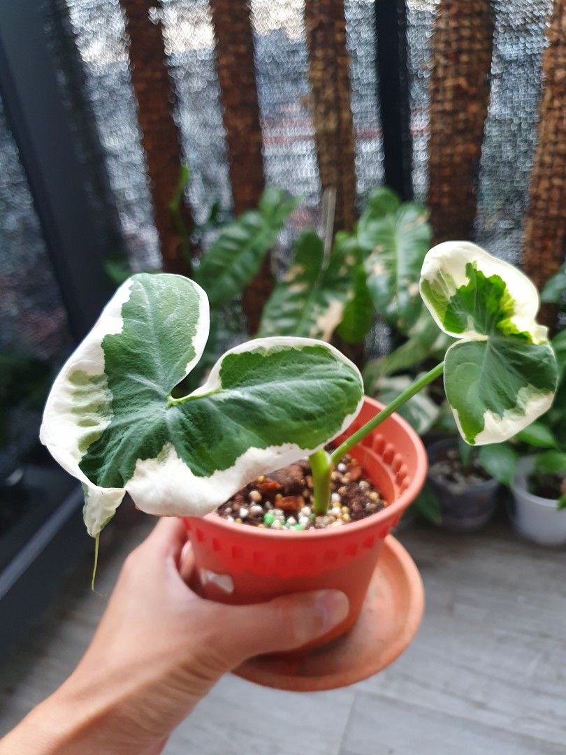 Alocasia Xanthosoma variegata mickey mouse, Furniture & Home Living ...