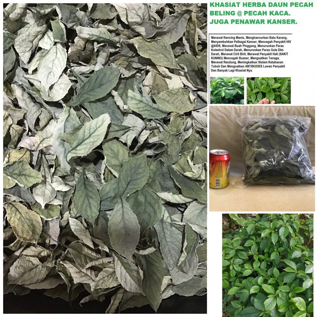 Daun kering herba pokok pecah beling pecah kaca, Food & Drinks, Fresh ...