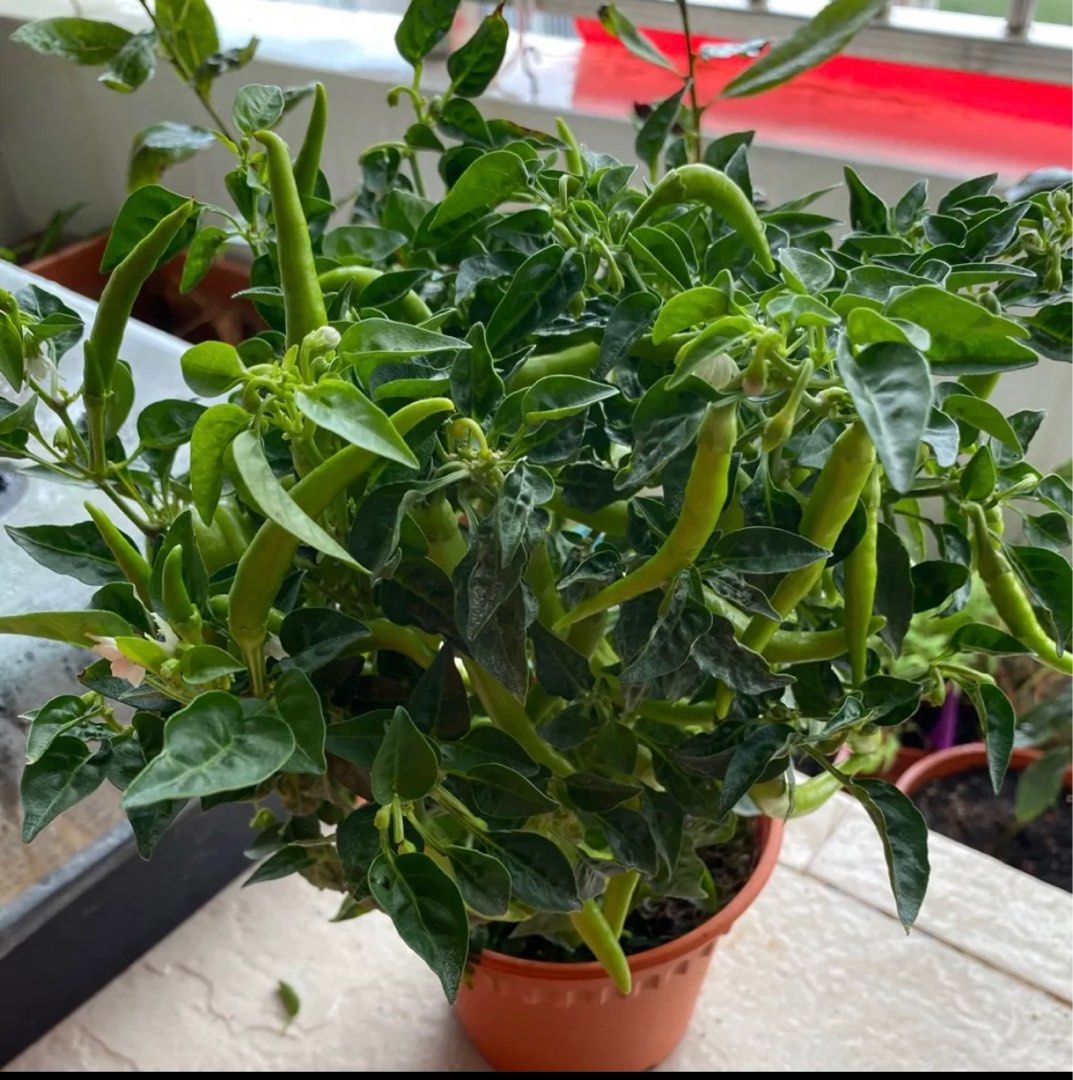 Edible dwarf chili padi chilli padi plant, Furniture & Home Living ...