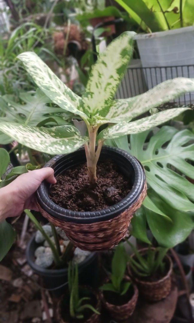 Indoor plants in native pots on Carousell