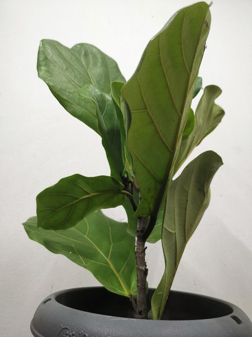 Live Plant Fiddle Fig (MEDIUM SIZE), Furniture & Home Living, Gardening ...