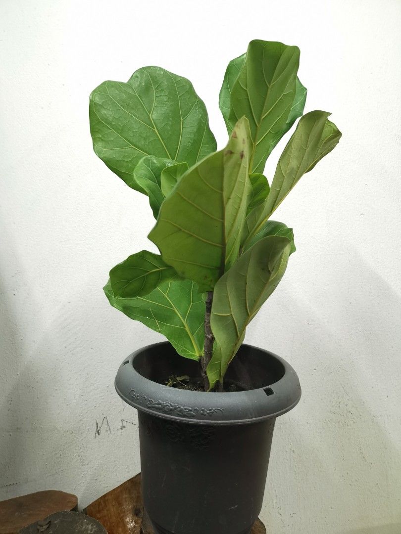 Live Plant Fiddle Fig (MEDIUM SIZE), Furniture & Home Living, Gardening ...