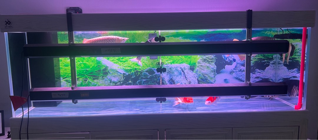 Mayin Super Atomic Tanning Light, Pet Supplies, Homes & Other Pet ...