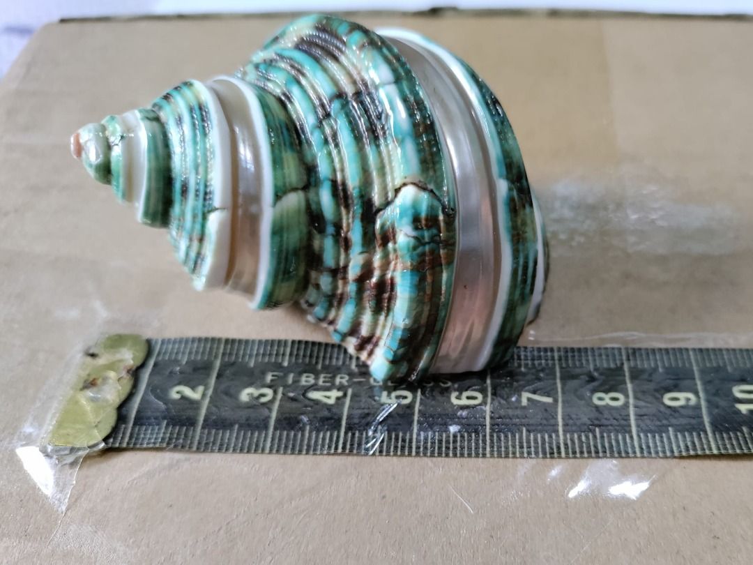 Natural Conch Sea Shell Banded Green Turbo Rare Real Aquarium Home ...