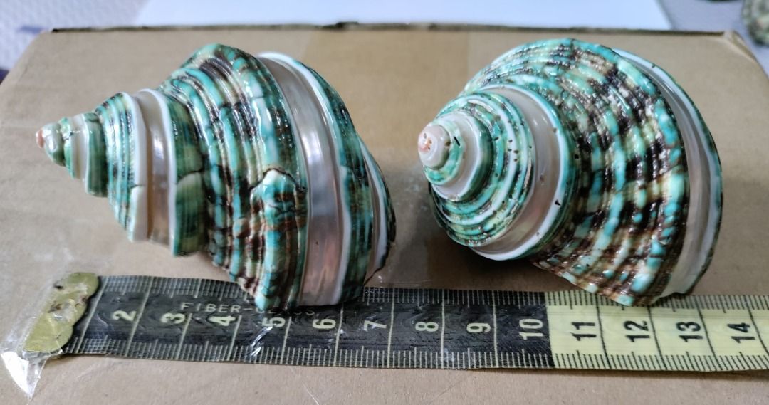 Natural Conch Sea Shell Banded Green Turbo Rare Real Aquarium Home ...