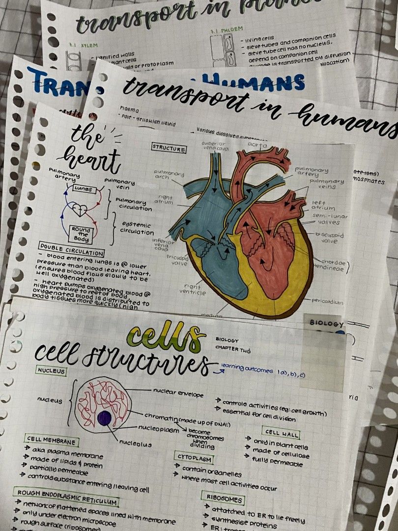 O/N level Combined Biology handwritten notes, Hobbies & Toys, Books ...