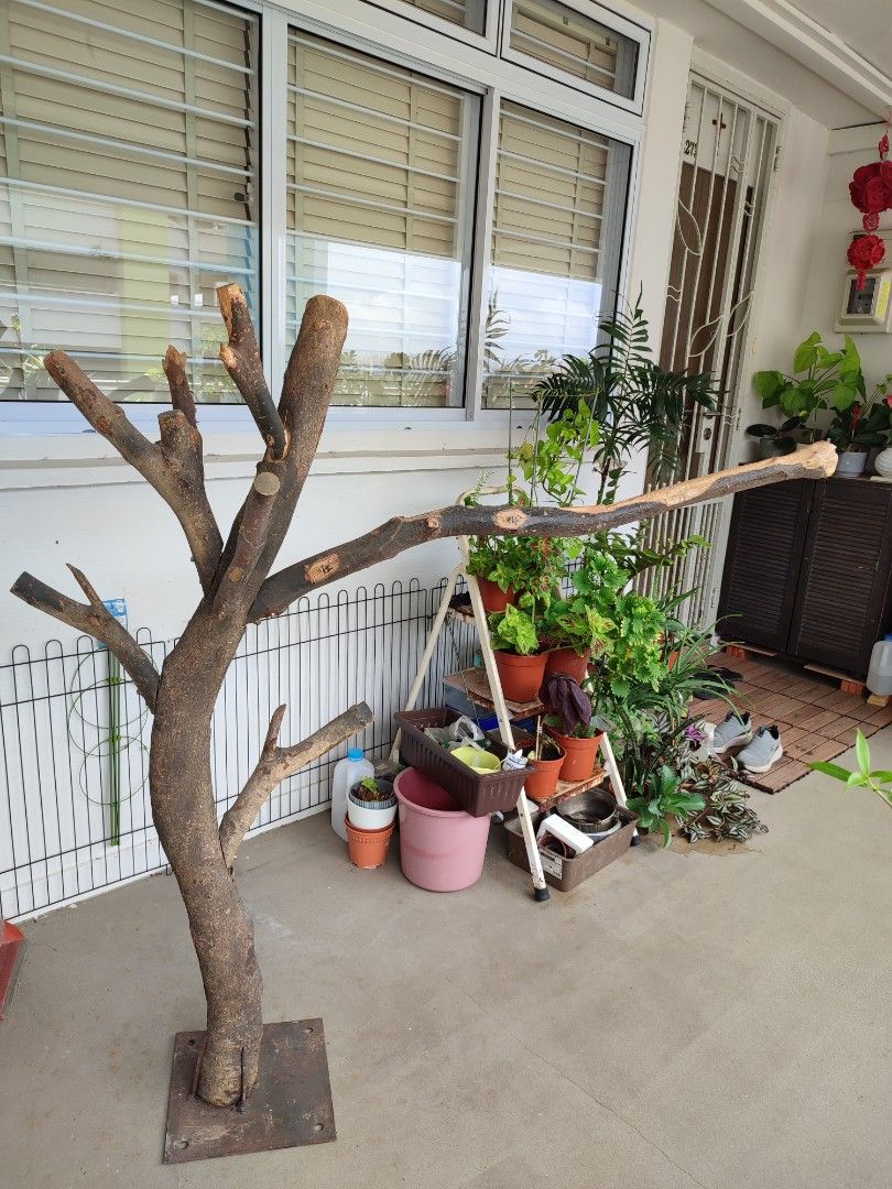 Parrot tree stand, Pet Supplies, Homes & Other Pet Accessories on Carousell
