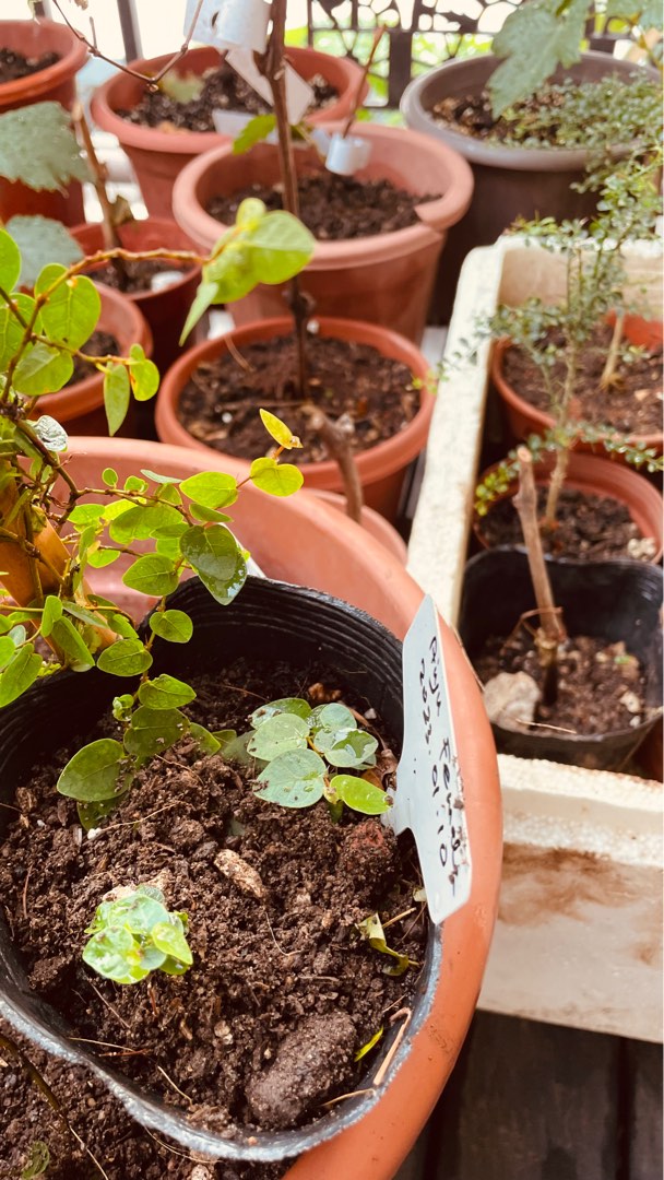 Taiwanese Aiyu Plants ( 1 pair male & female), Furniture & Home Living ...