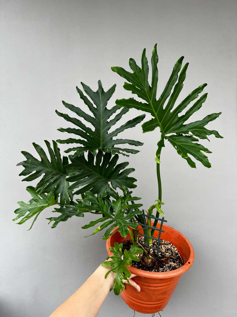 Thaumatophyllum Bipinnatifidum / Philodendron Selloum, Furniture & Home ...