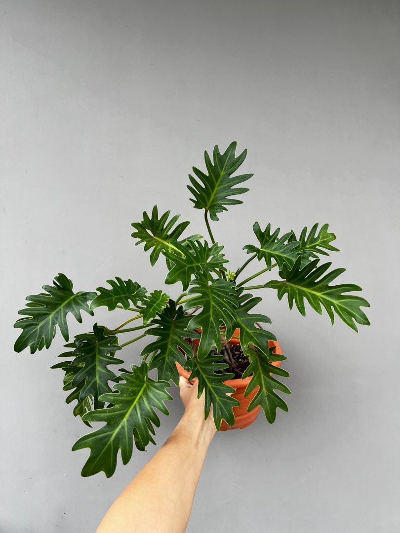 Thaumatophyllum Xanadu / Philodendron Xanadu, Furniture & Home Living ...