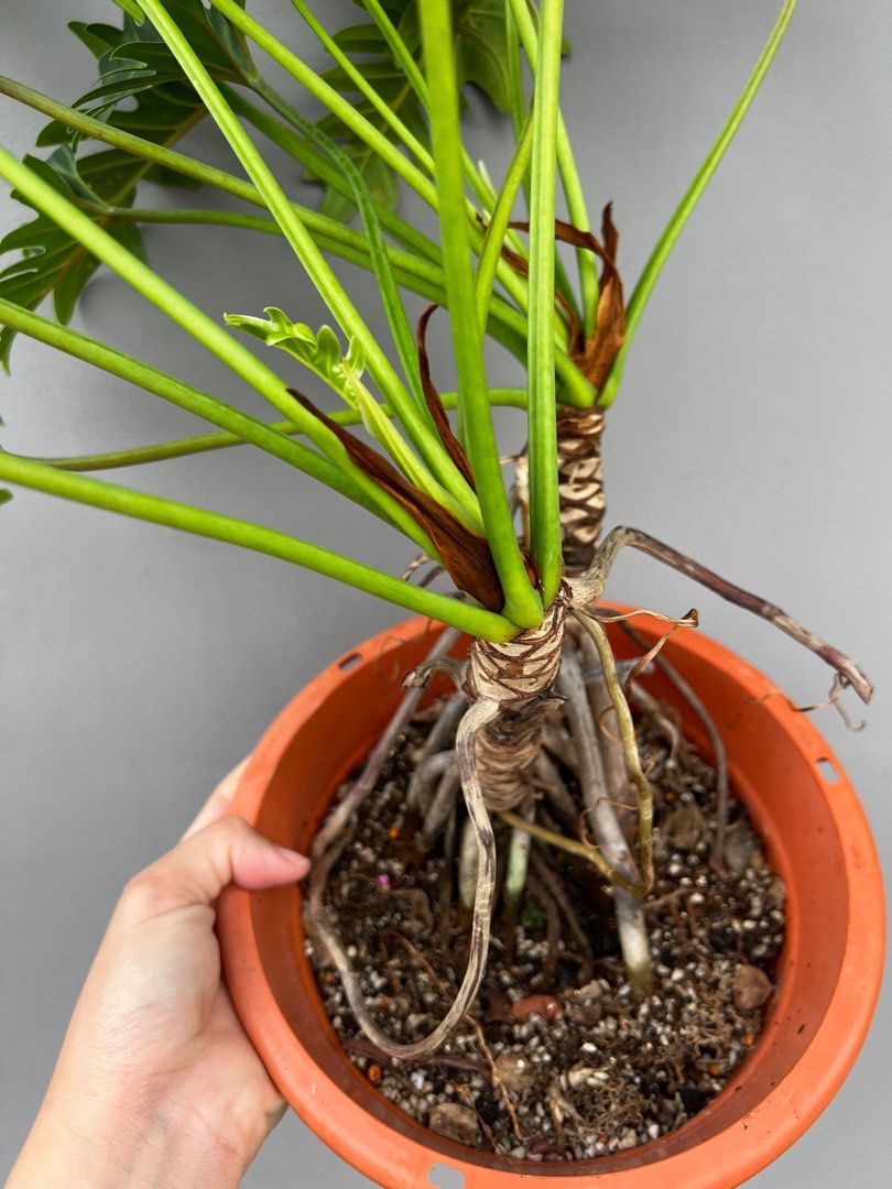 Thaumatophyllum Xanadu / Philodendron Xanadu, Furniture & Home Living ...