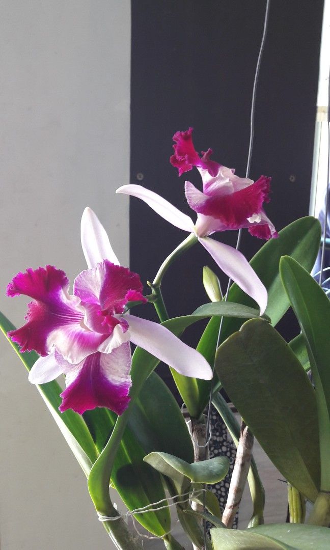 Cattleya orchid plants, Furniture & Home Living, Gardening, Pots ...