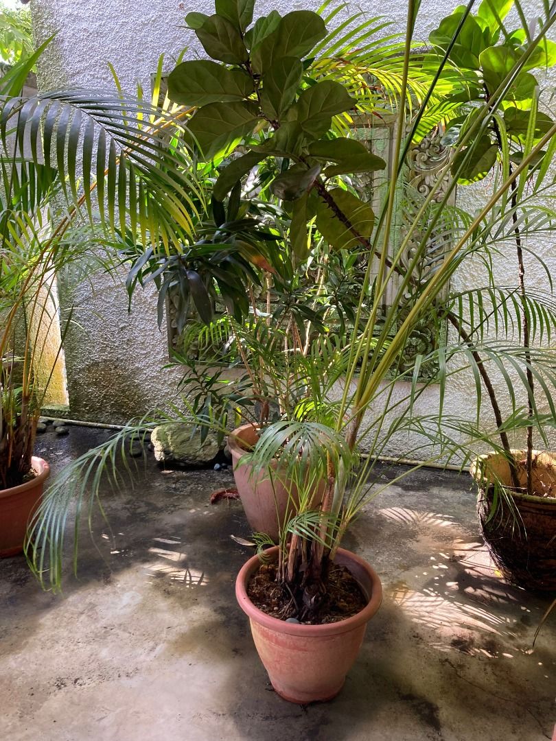 Collection of 25 tropical potted plants, Furniture & Home Living ...