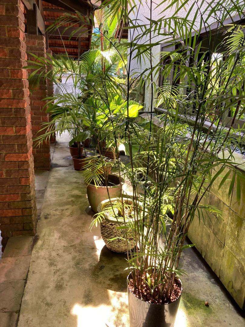 Collection of 25 tropical potted plants, Furniture & Home Living ...
