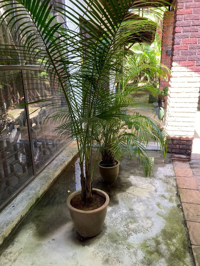 Collection of 25 tropical potted plants, Furniture & Home Living ...