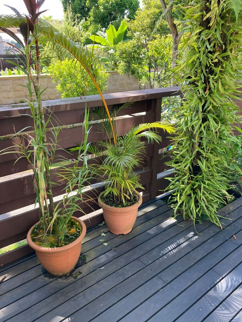 Collection of 25 tropical potted plants, Furniture & Home Living ...