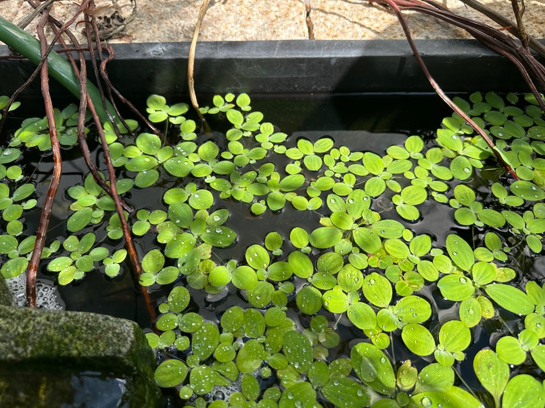 Dwarf Water Lettuce and Red Root Floater, Furniture & Home Living ...