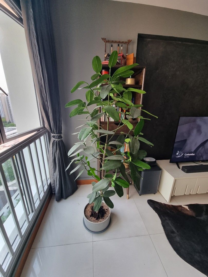 Garcinia Subelliptica Fukugi Tree, Furniture & Home Living, Gardening ...