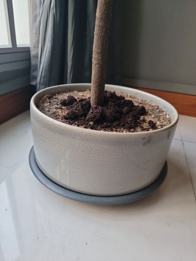 Garcinia Subelliptica Fukugi Tree, Furniture & Home Living, Gardening ...