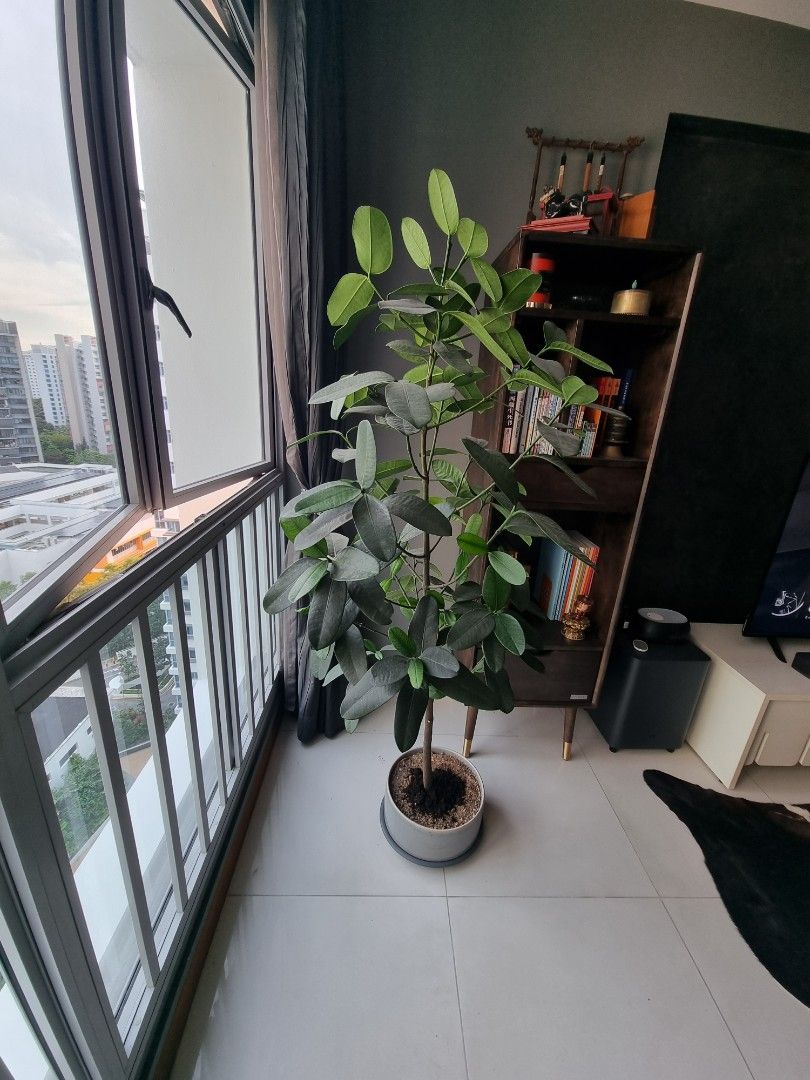 Garcinia Subelliptica Fukugi Tree, Furniture & Home Living, Gardening ...