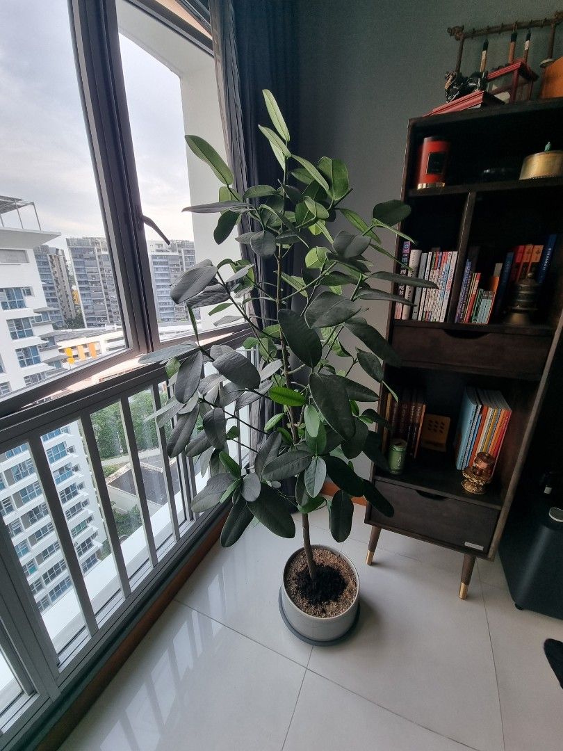 Garcinia Subelliptica Fukugi Tree, Furniture & Home Living, Gardening ...