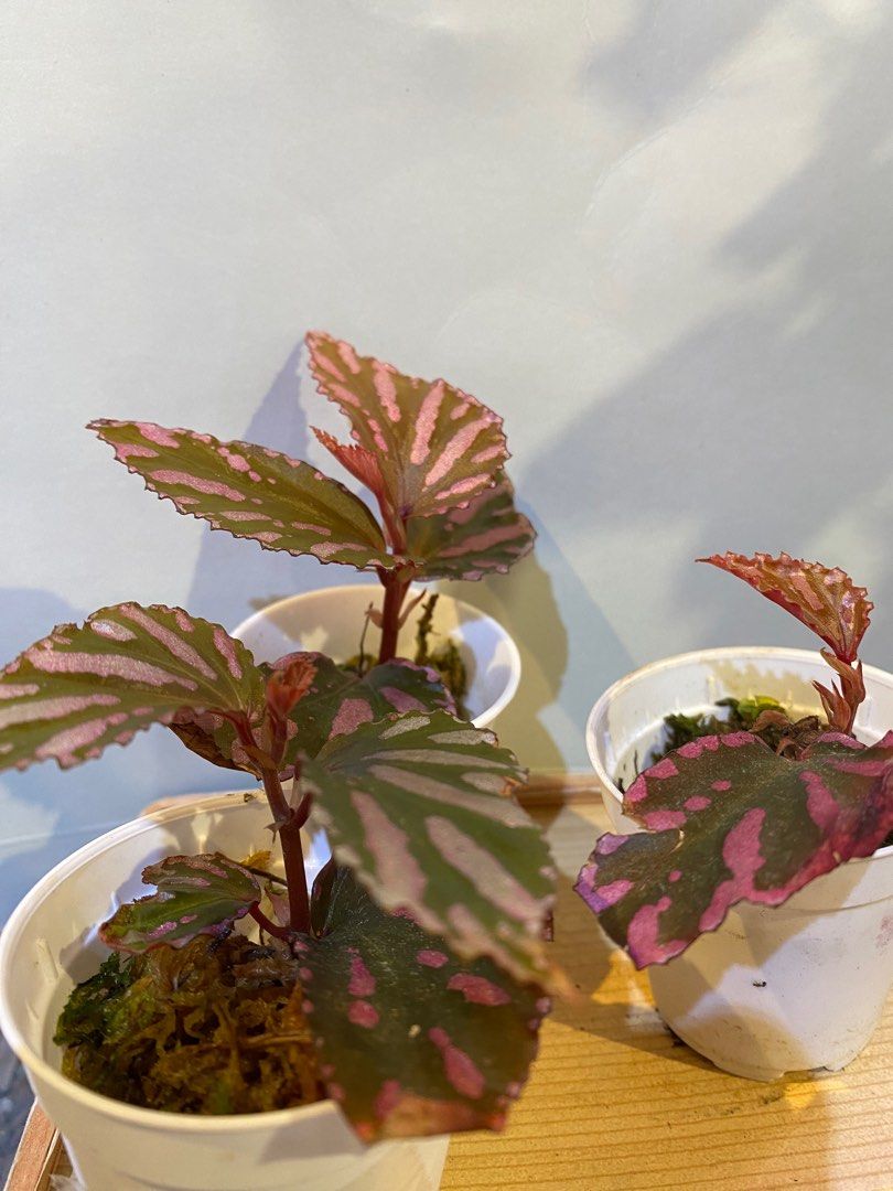Mini Variegated Begonia Julau, Furniture & Home Living, Gardening ...