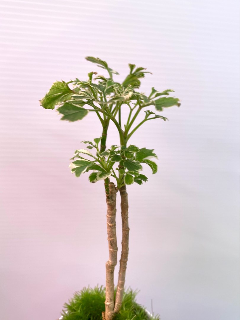 Mini Variegated Polyscias Suilfollei Van (Mini Bonsai Series ...