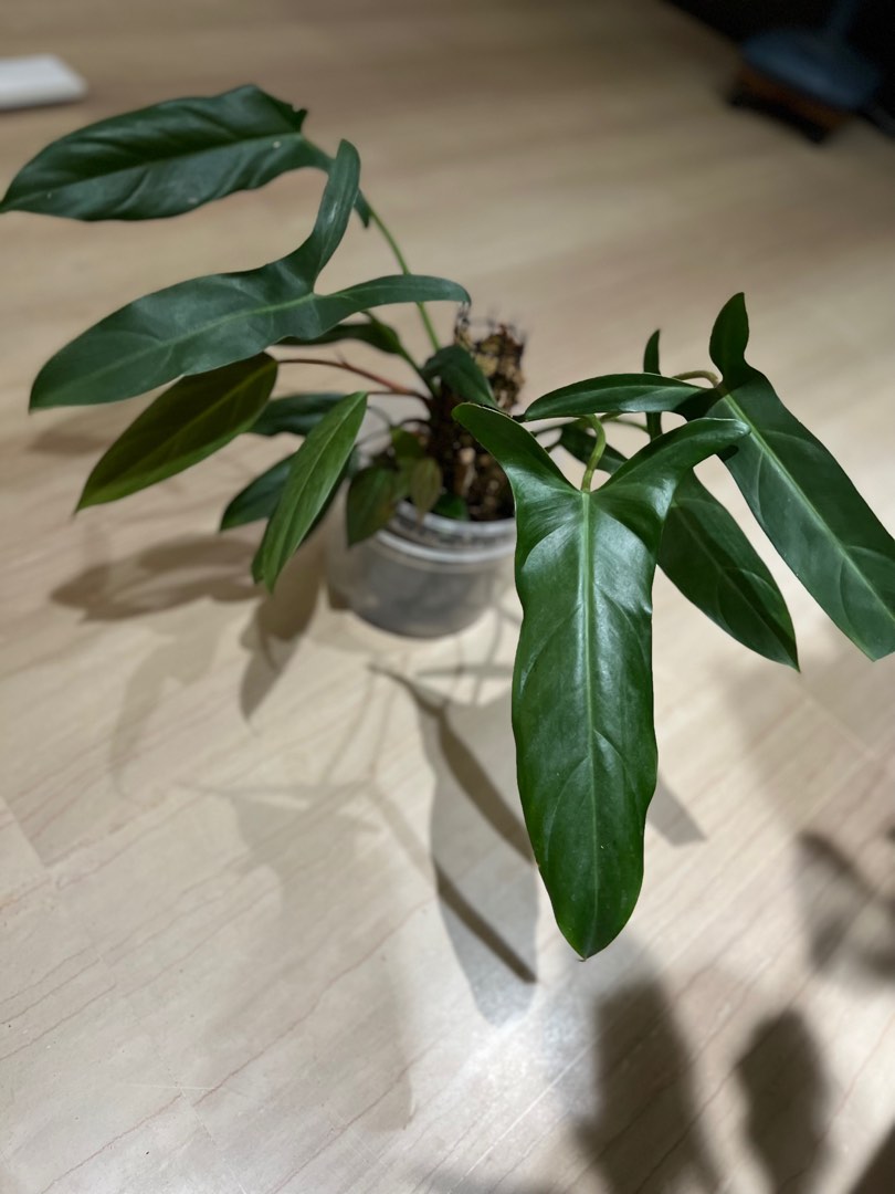 Philodendron Mexicanum, Furniture & Home Living, Gardening, Plants ...