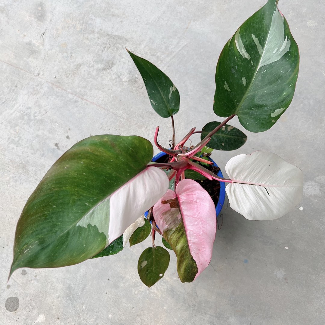 Philodendron white princess tricolor, Furniture & Home Living ...