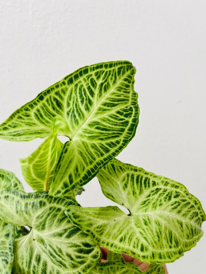 Plants with beautiful leaves - variegated Maranta Arundinacea and ...