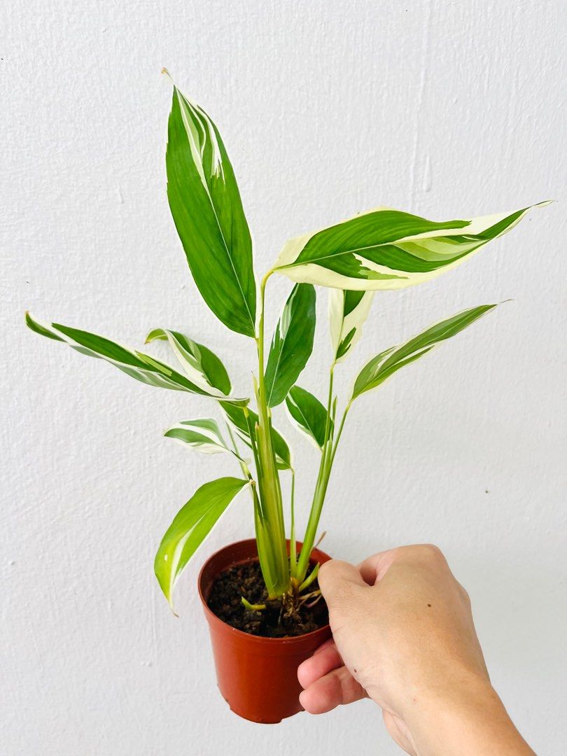 Plants with beautiful leaves - variegated Maranta Arundinacea and ...