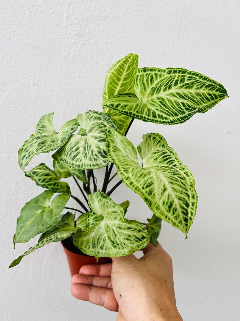 Plants with beautiful leaves - variegated Maranta Arundinacea and ...