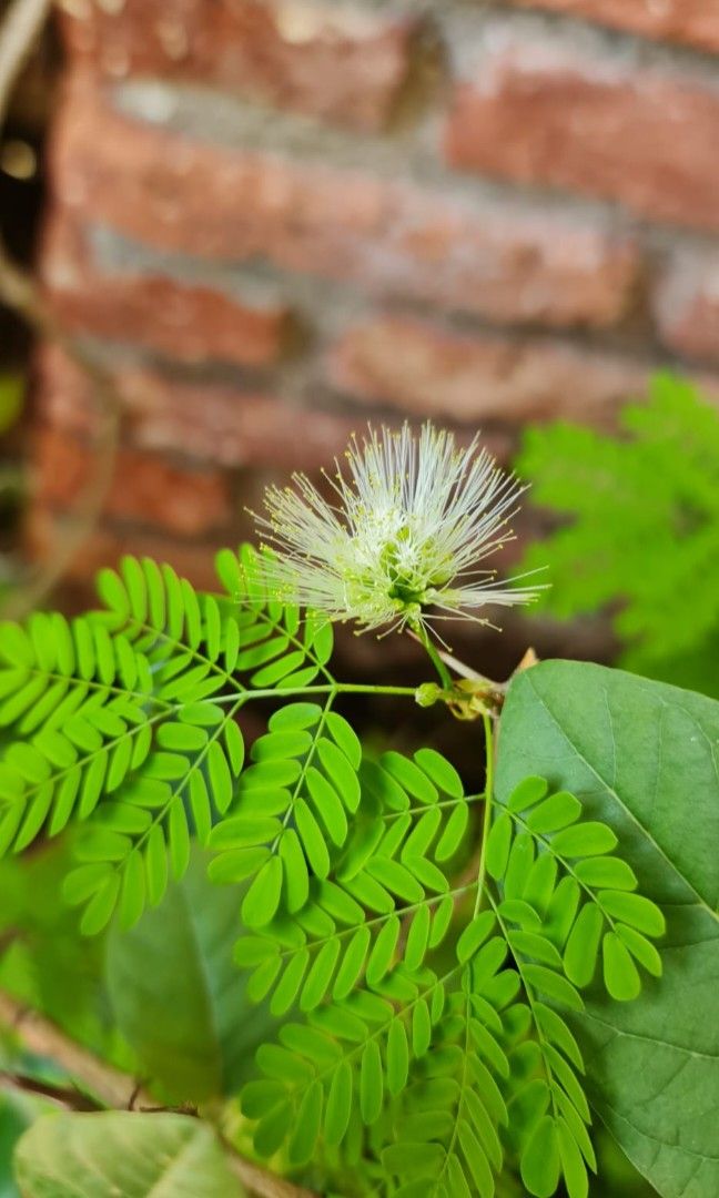 Brazilian Rain Tree Losing Leaves at Bennie John blog