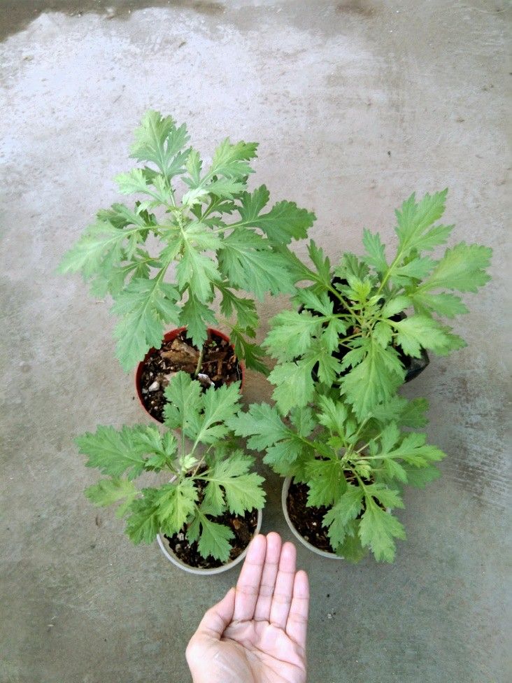 Hilbas / Damong Maria / Mugwort plant on Carousell