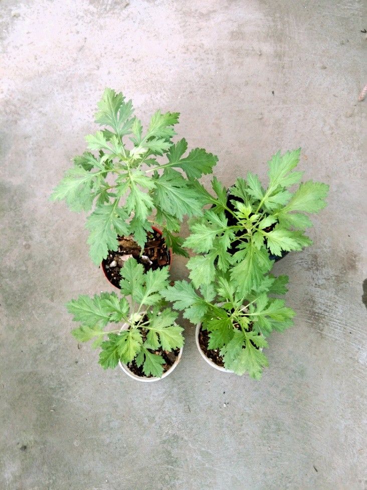 Hilbas / Damong Maria / Mugwort plant on Carousell