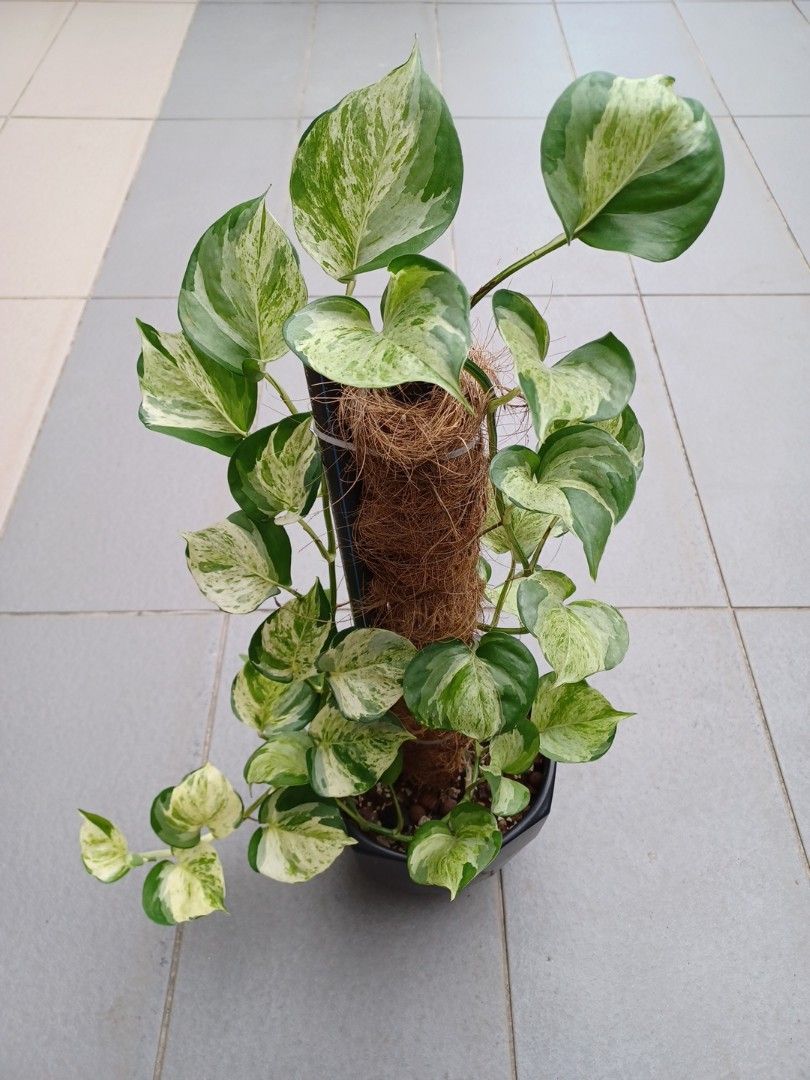 Manjula Epipremnum |Manjula Pothos | Indoor plant, Furniture & Home ...