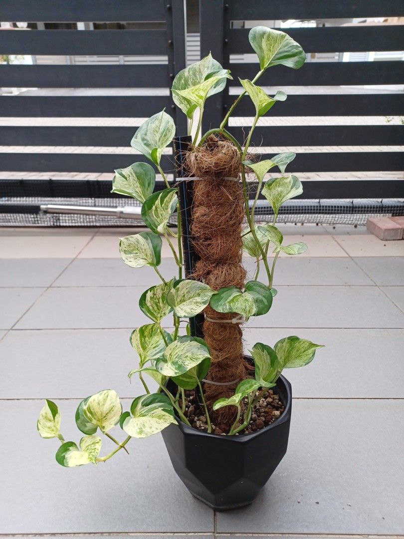 Manjula Epipremnum |Manjula Pothos | Indoor plant, Furniture & Home ...