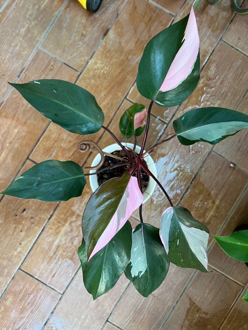 Philodendron Pink Princess Marble, Furniture & Home Living, Gardening ...