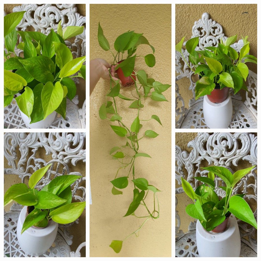 Pothos Njoy Marble Snow Queen Neon Golden Hawaiian Variegated on Carousell
