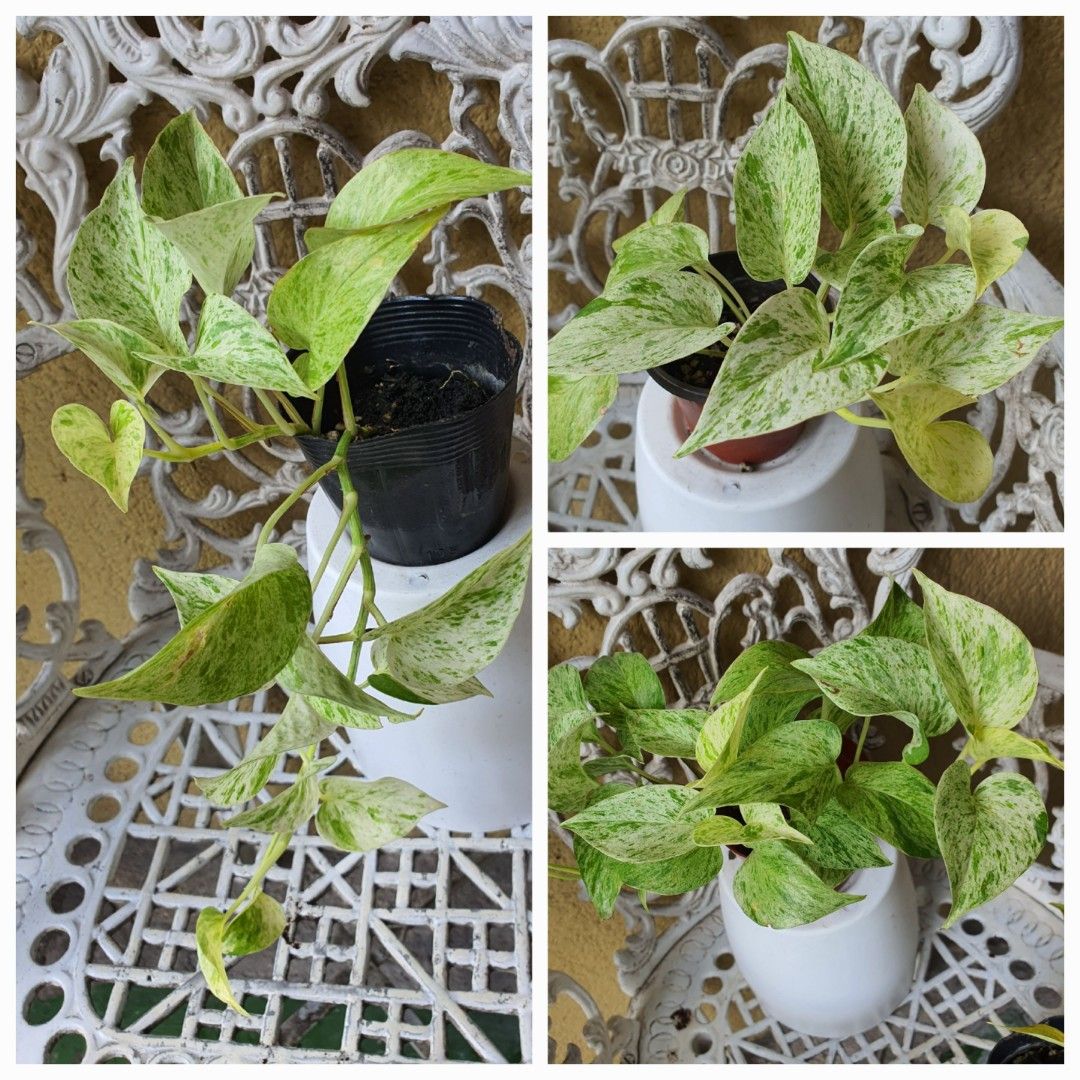 Pothos Njoy Marble Snow Queen Neon Golden Hawaiian Variegated on Carousell