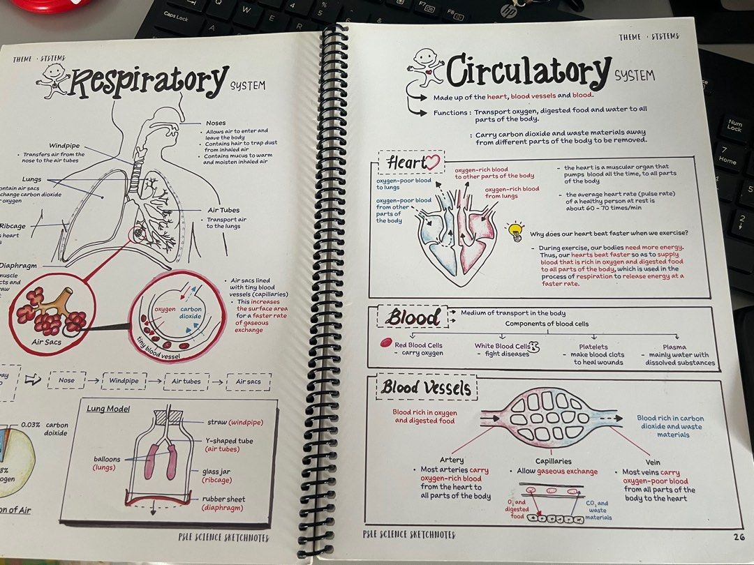 Psle Science Sketchnotes, Hobbies & Toys, Books & Magazines, Textbooks ... Psle Science Sketchnotes, Hobbies & Toys, Books & Magazines, Textbooks ...