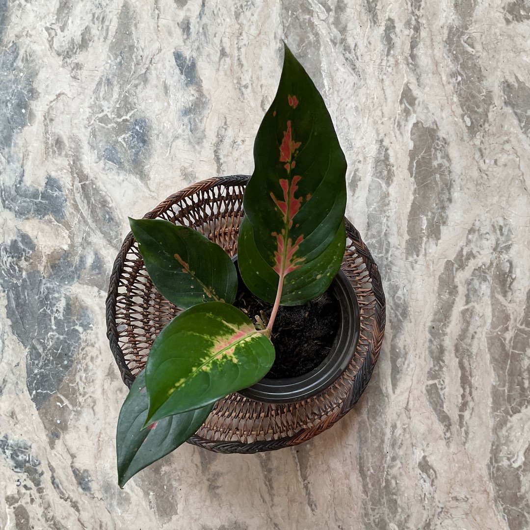 Red Cochin Aglaonema on Carousell